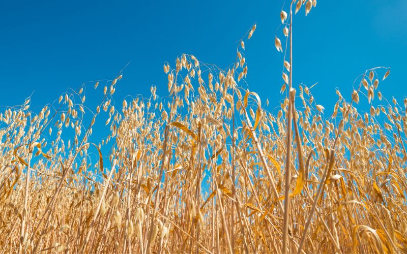 Can Oat Straw Increase Testosterone? | Science and Evidence ...