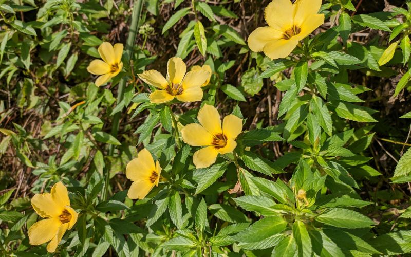 Does Damiana Increase Testosterone? | Scientific Evidence and Research ...